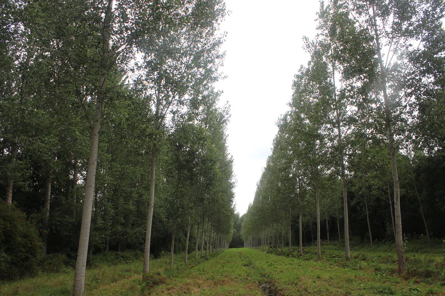 De populier in al zijn glorie: webinar 16 september - Landelijk ...